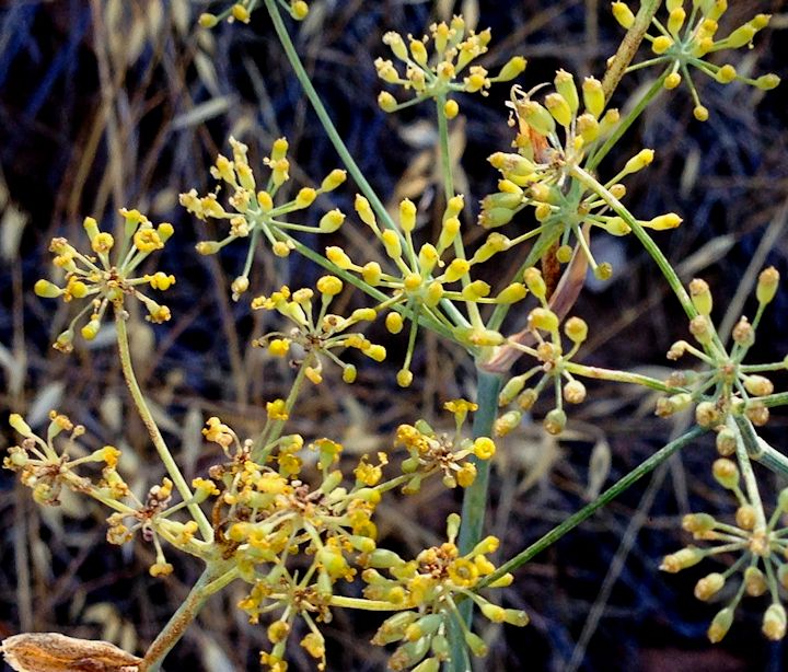 Invasive Plants | Plants of Dutch Flat