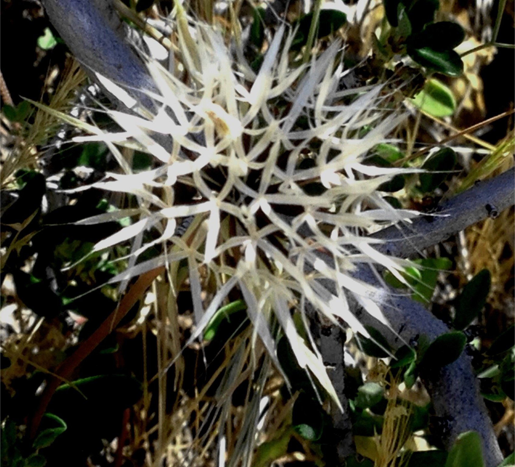 Silver Puffs | Plants of Dutch Flat