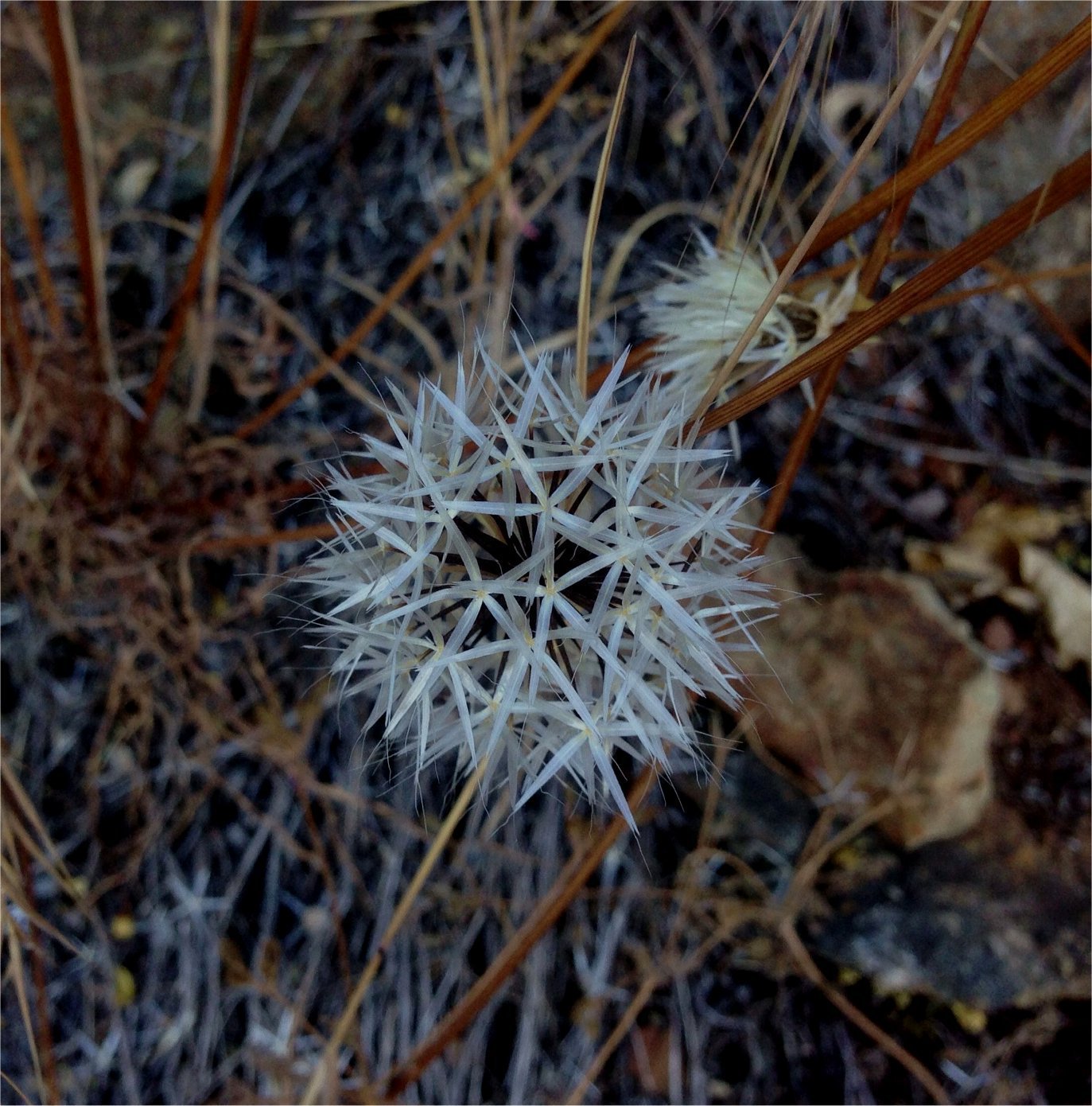 Silver Puffs | Plants of Dutch Flat