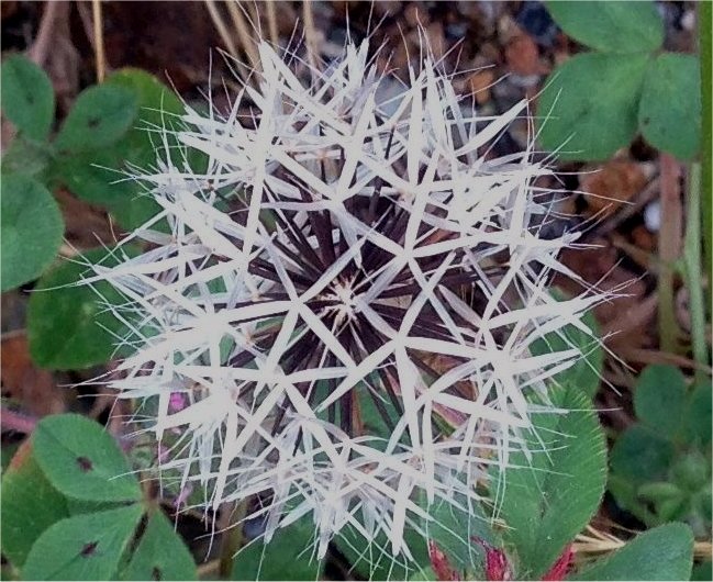 Silver Puffs | Plants of Dutch Flat
