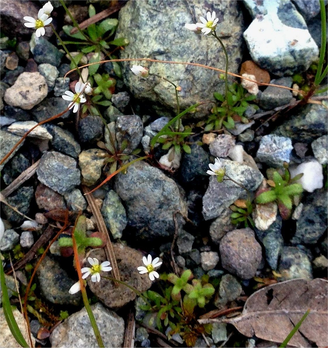 Whitlow Grass | Plants of Dutch Flat