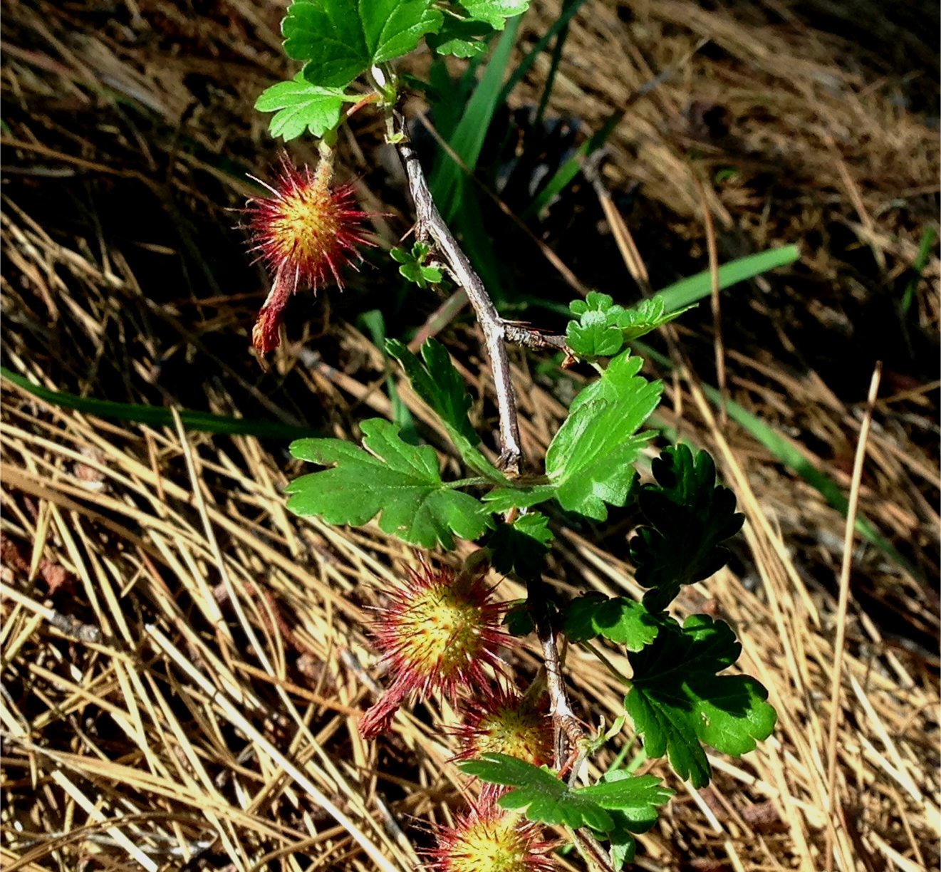 Sierra Gooseberry | Plants of Dutch Flat