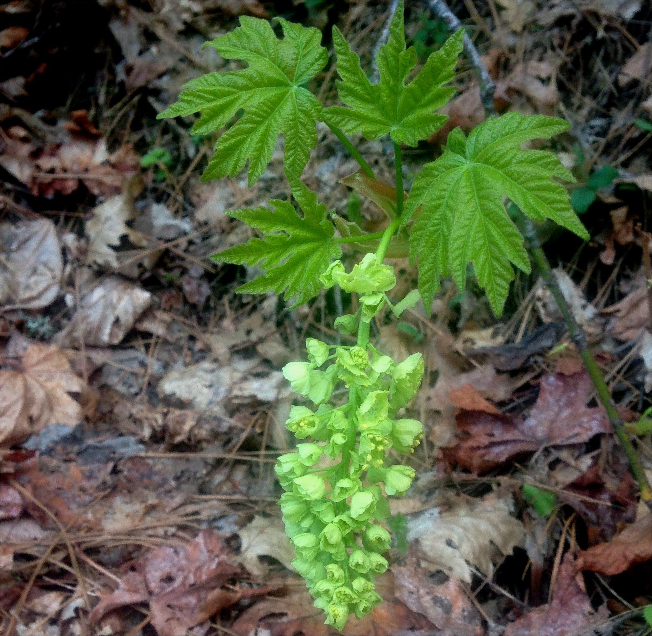 Bigleaf Maple | Plants of Dutch Flat