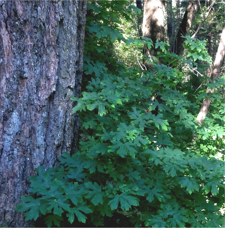 Bigleaf Maple | Plants of Dutch Flat