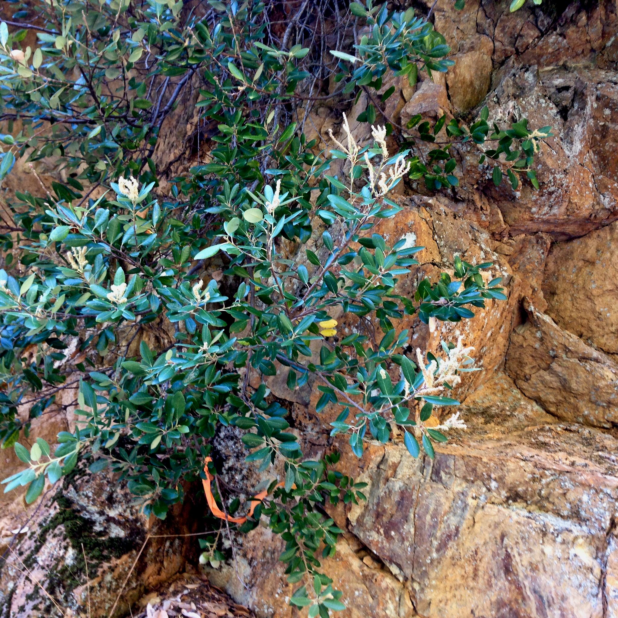 Tanbark Oak | Plants of Dutch Flat