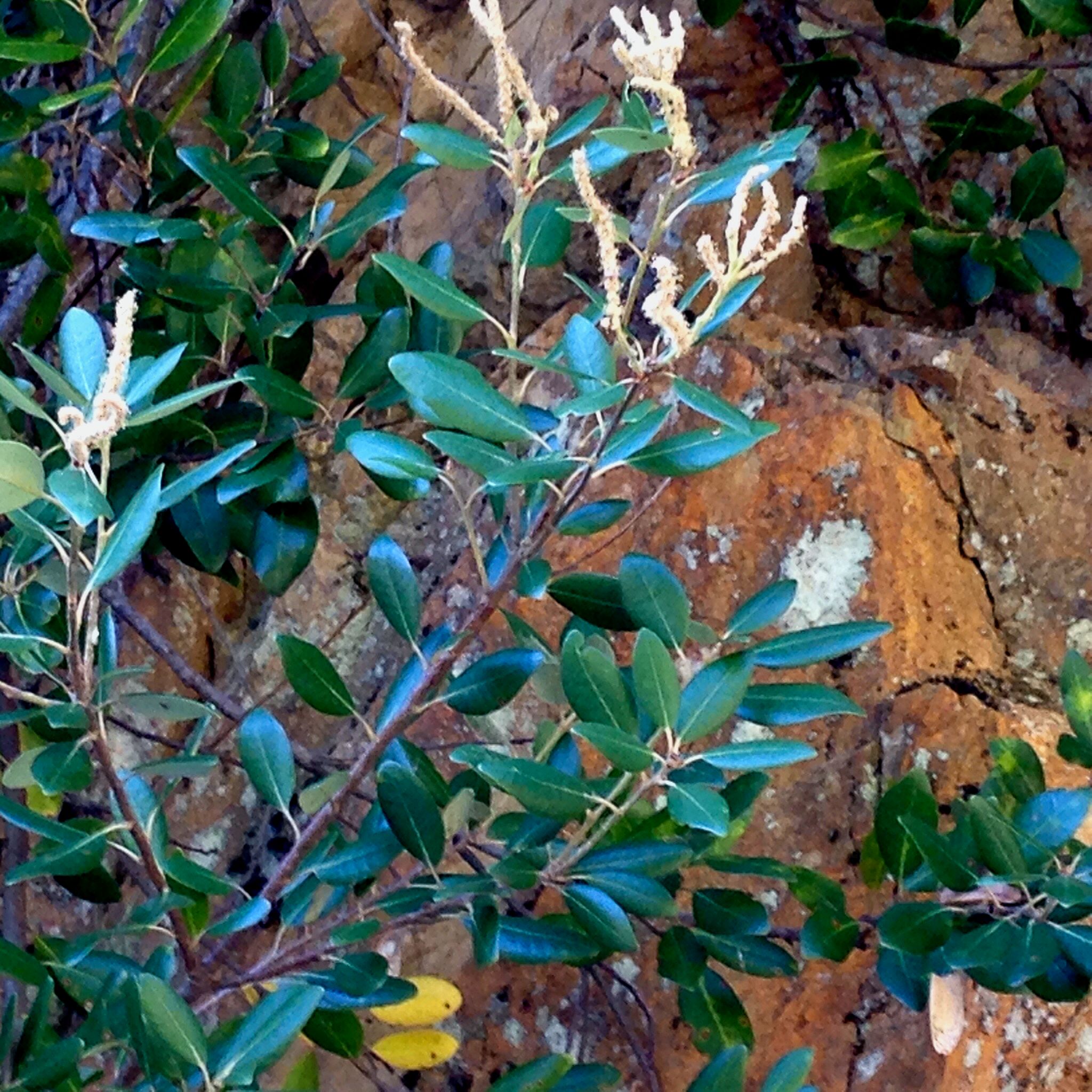 Tanbark Oak | Plants of Dutch Flat