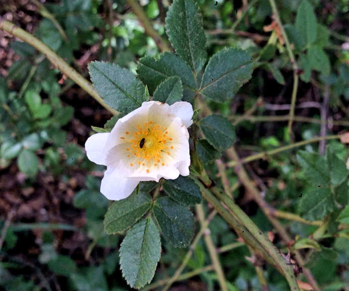 Dog Rose | Plants of Dutch Flat