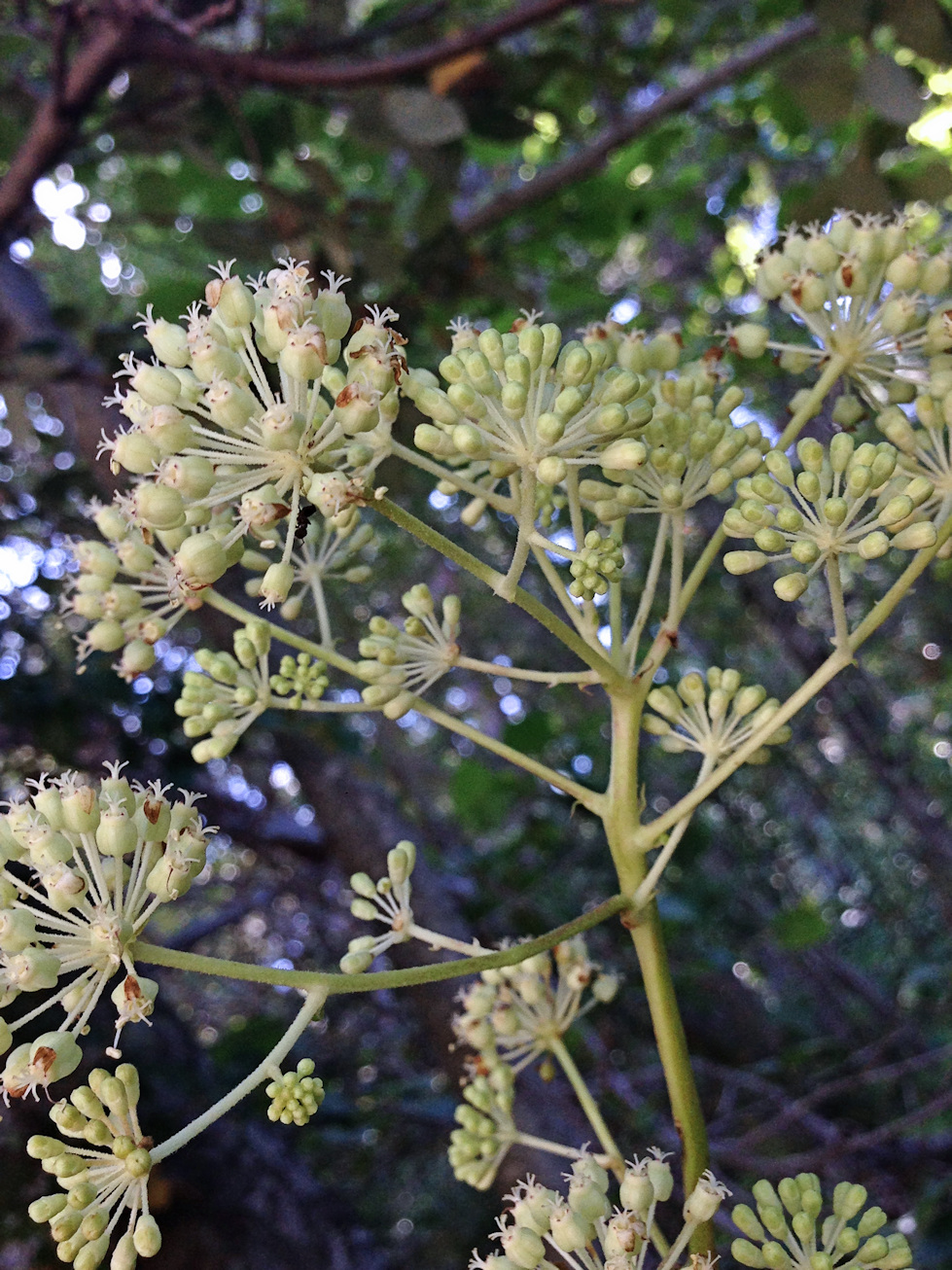 Elk Clover | Plants of Dutch Flat