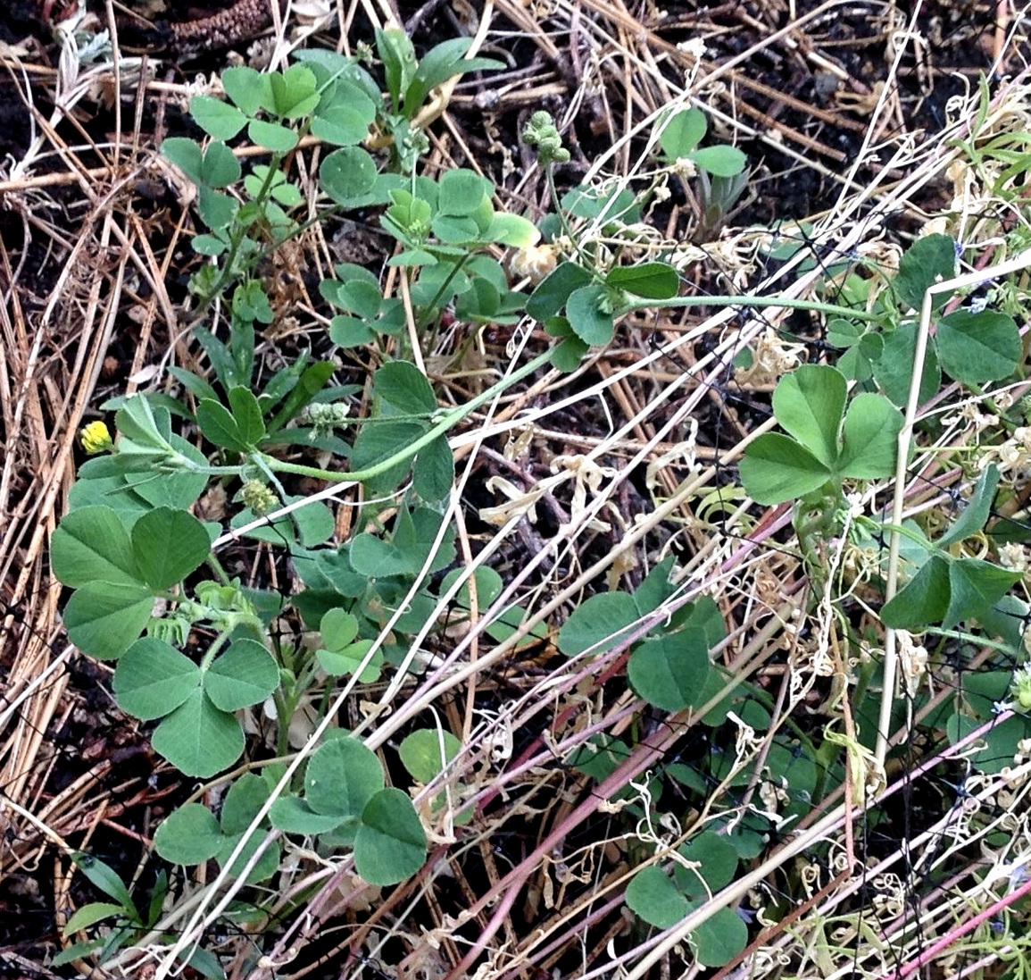 Little Hop Clover | Plants of Dutch Flat