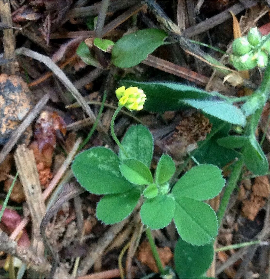 Little Hop Clover | Plants of Dutch Flat