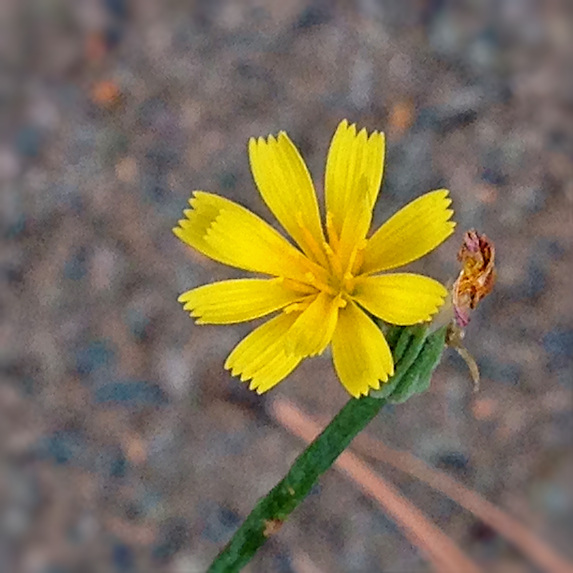 Skeleton Weed | Plants of Dutch Flat