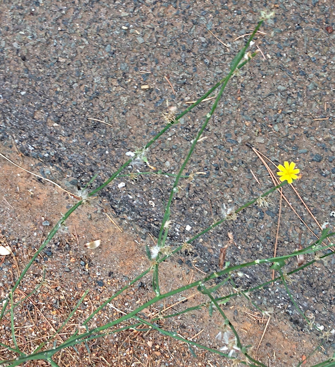 Skeleton Weed | Plants of Dutch Flat
