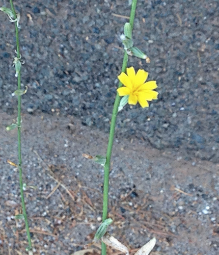 Skeleton Weed | Plants of Dutch Flat